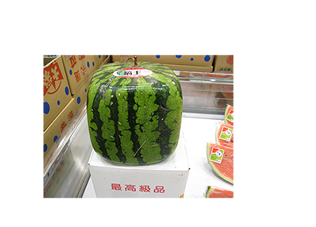 Unique Japanese Square Watermelons | KCP International
