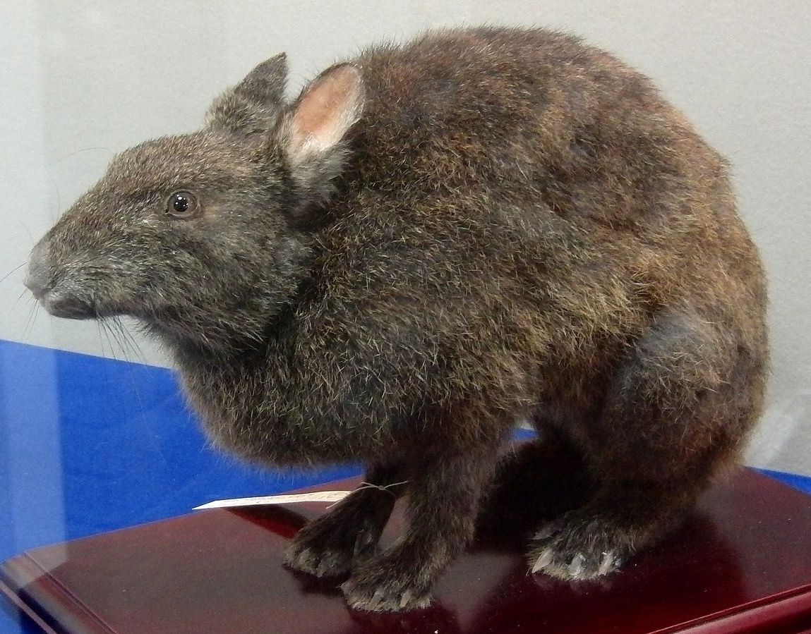 Fascinating Japanese Wildlife | KCP Japanese Language School