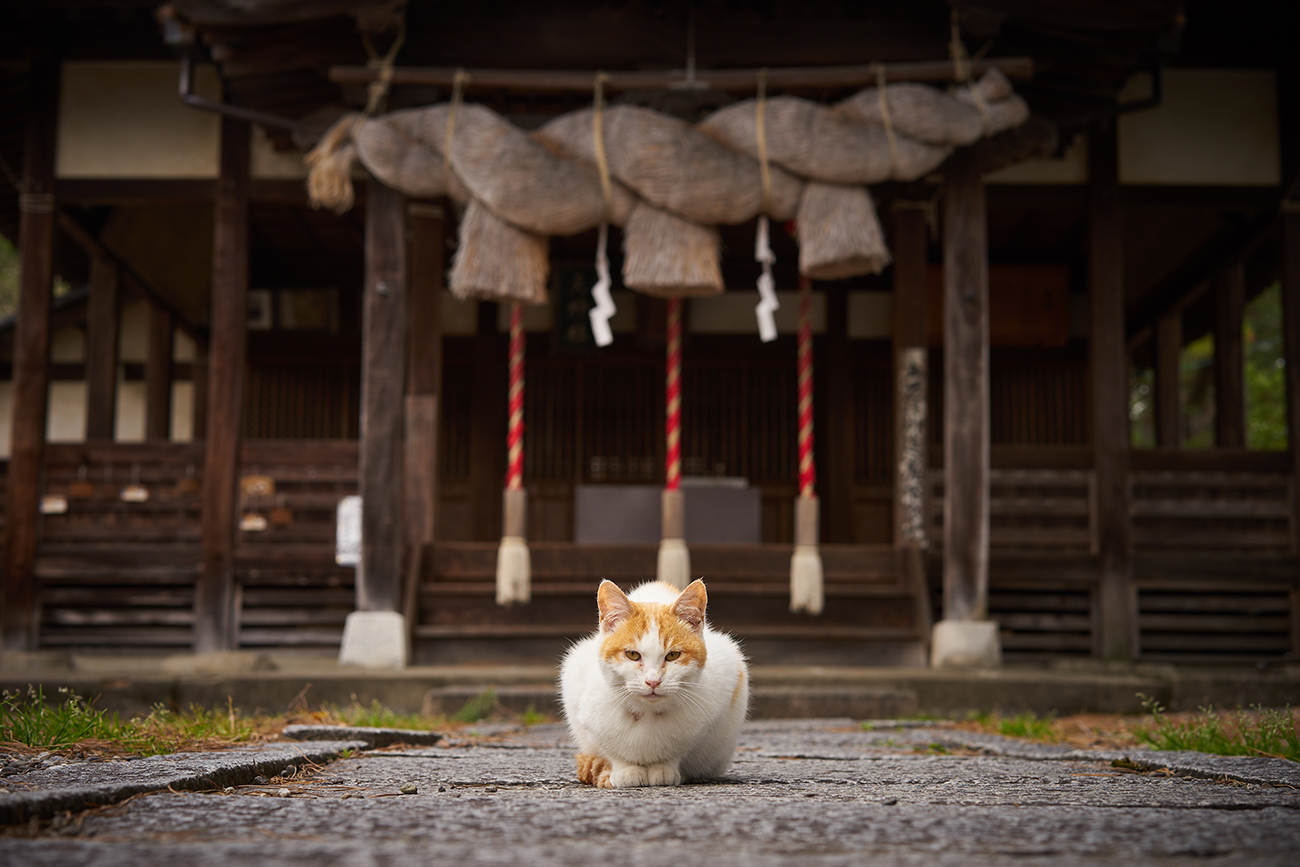 Tashirojima: Japan’s Cat Island | KCP Japanese Language School