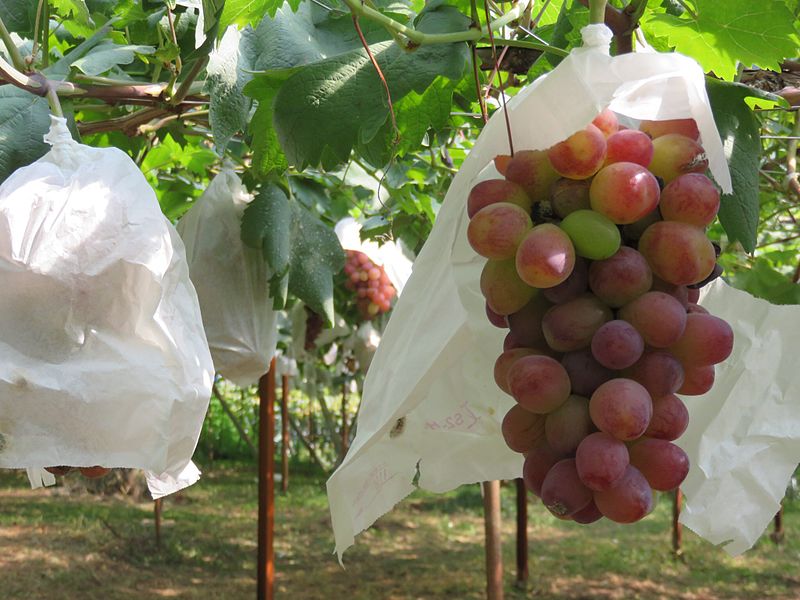 KCP Fall 2015 Students Visit Yamanashi Winery | KCP International