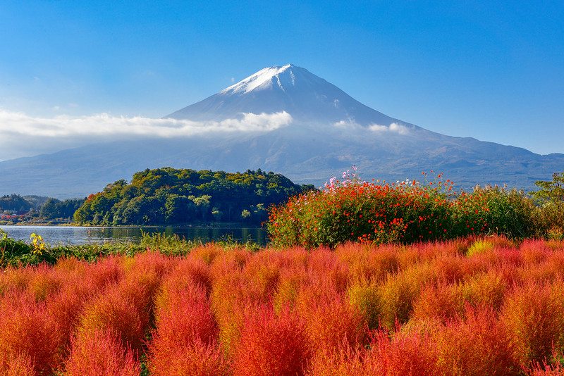 Magical Kochia Hill in Hitachinaka | KCP Japanese Language School