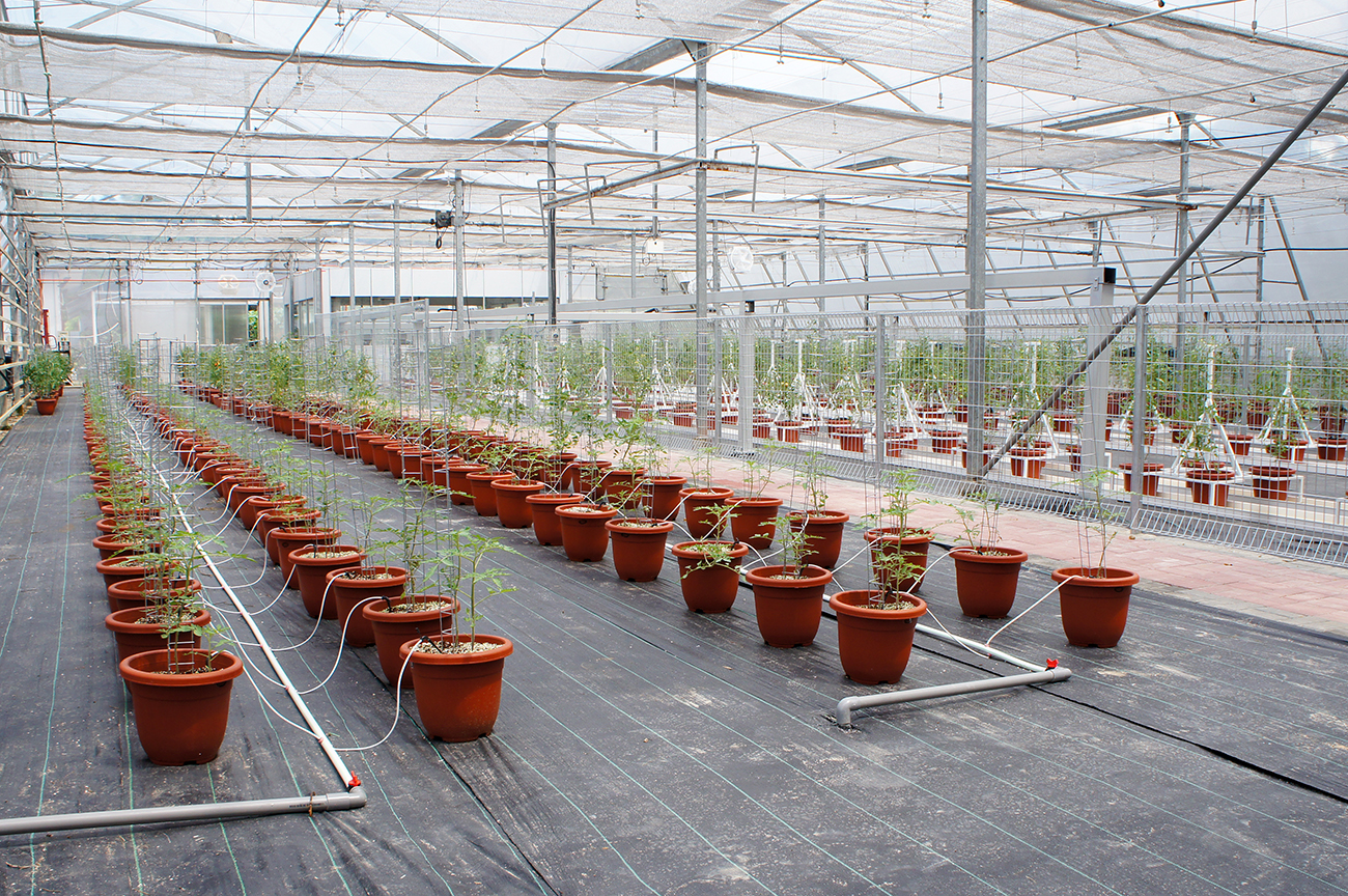 The Biggest Gamma Field in Japan! | KCP Japanese Language School