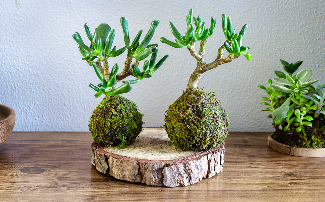 Japanese Art Of Kokedama at Nathan Ronk blog