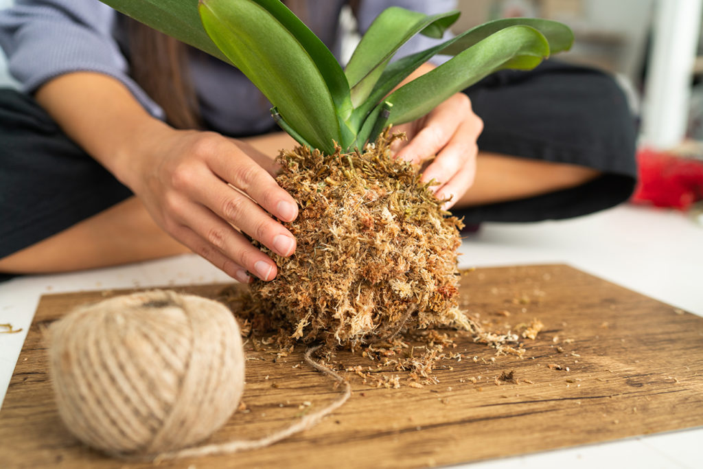 The Japanese Art of Kokedama | KCP Japanese Language School