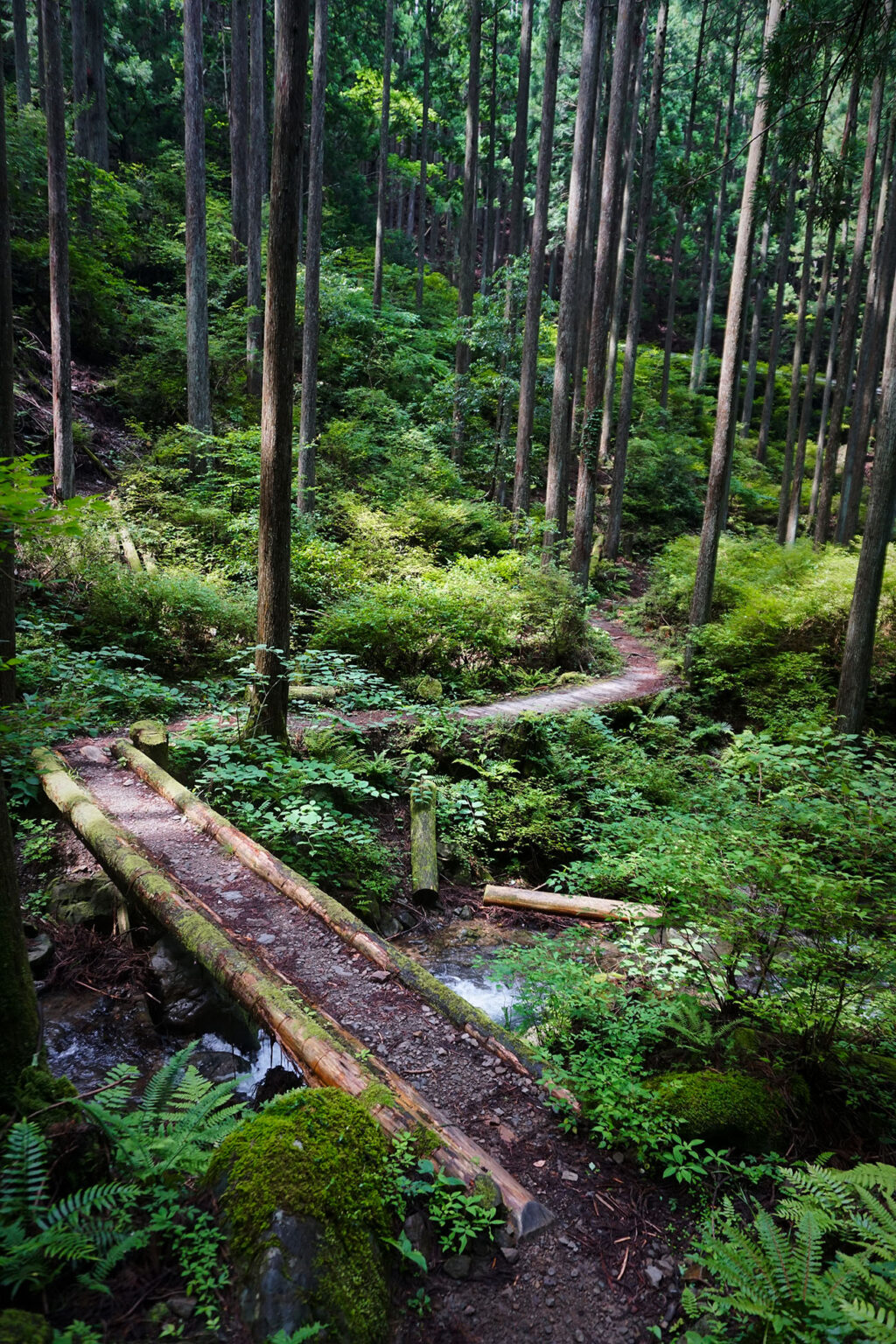 The Three Trails of Kumano Kodo | KCP International